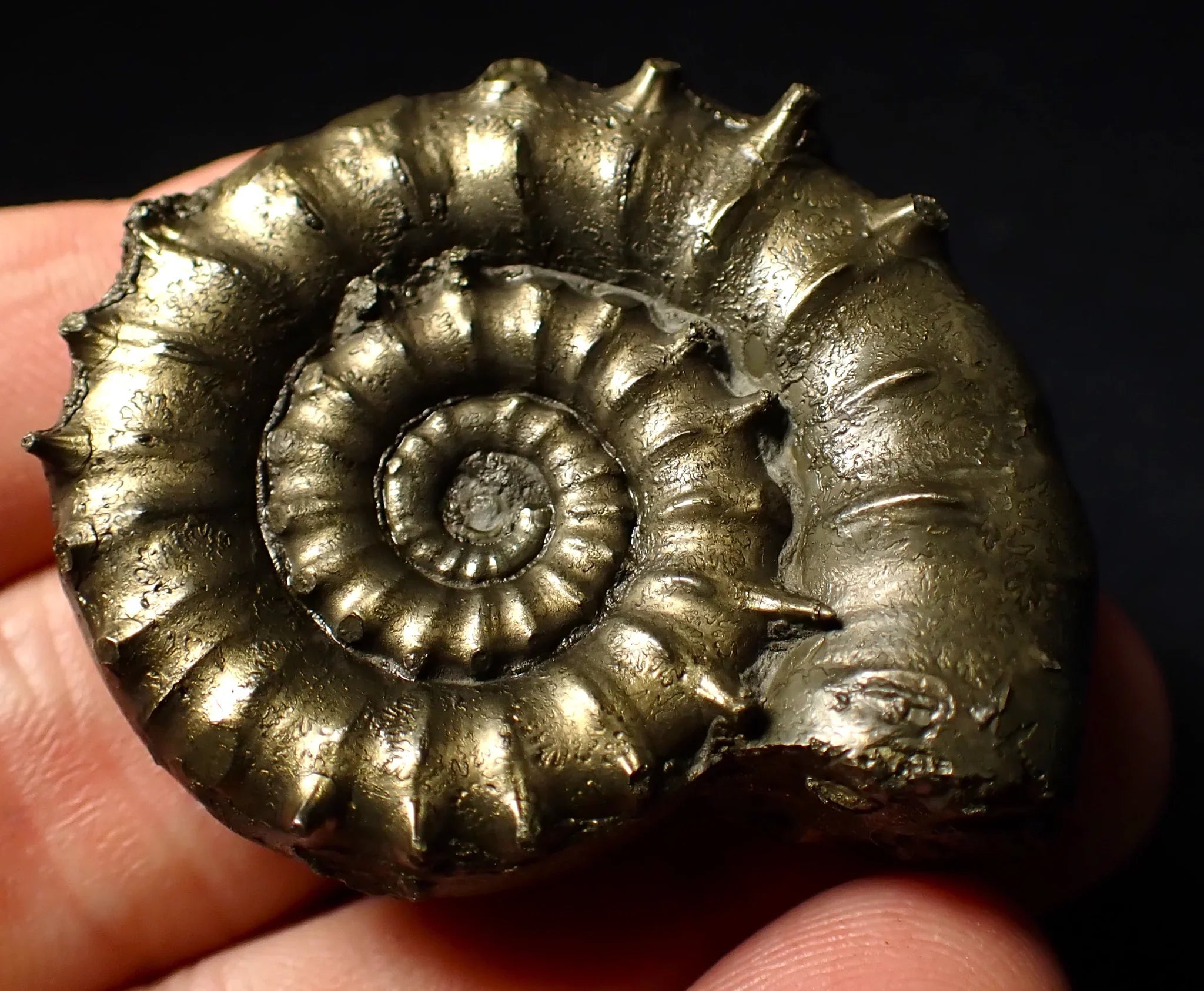 ammonites – Nanaimo Rock and Gem
