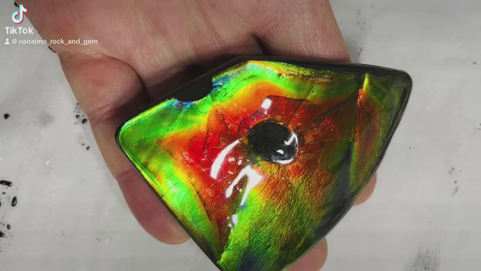AAA+ Ammolite gemstone with dinasour bite – Nanaimo Rock and Gem